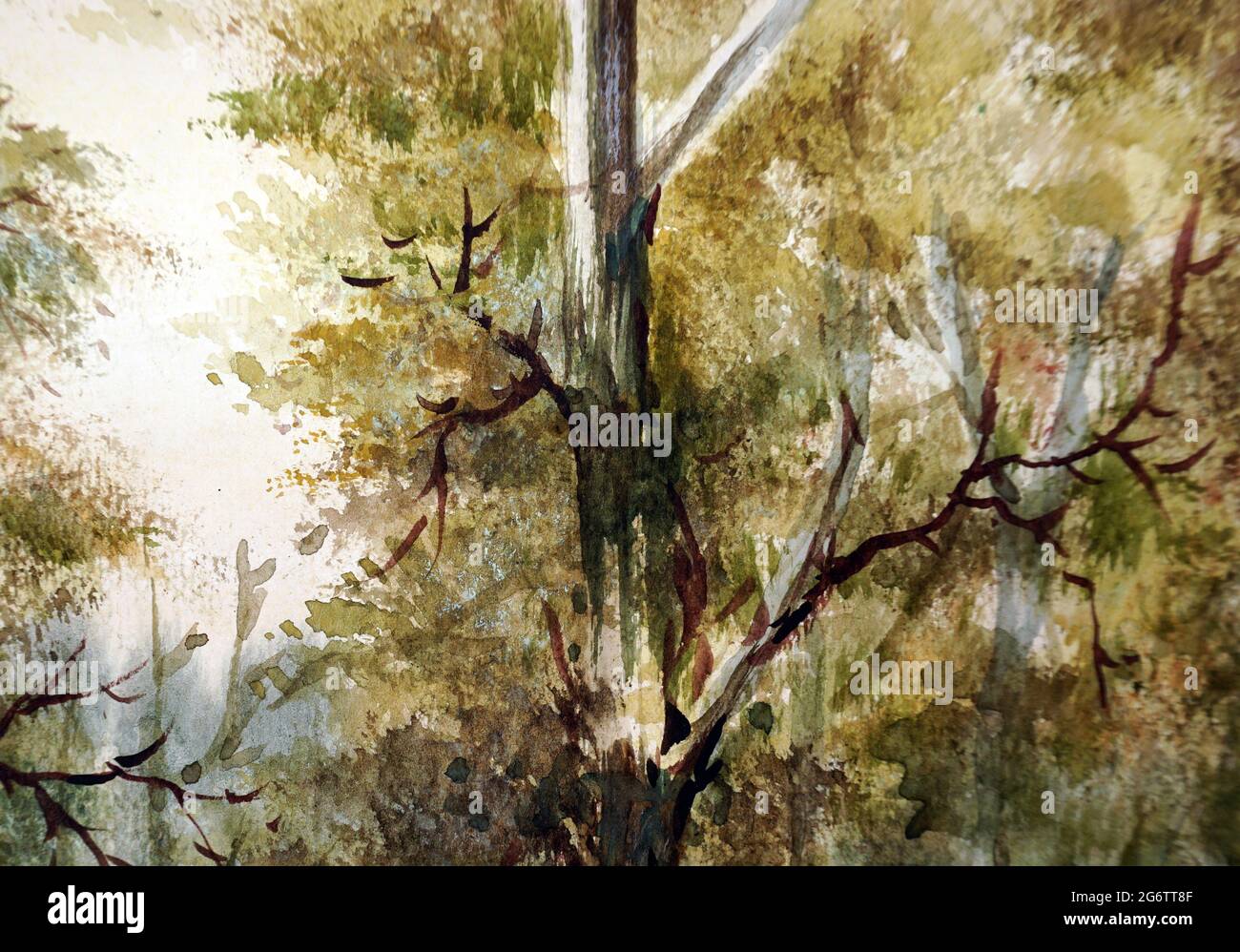 Tree and brush background hi-res stock photography and images - Alamy