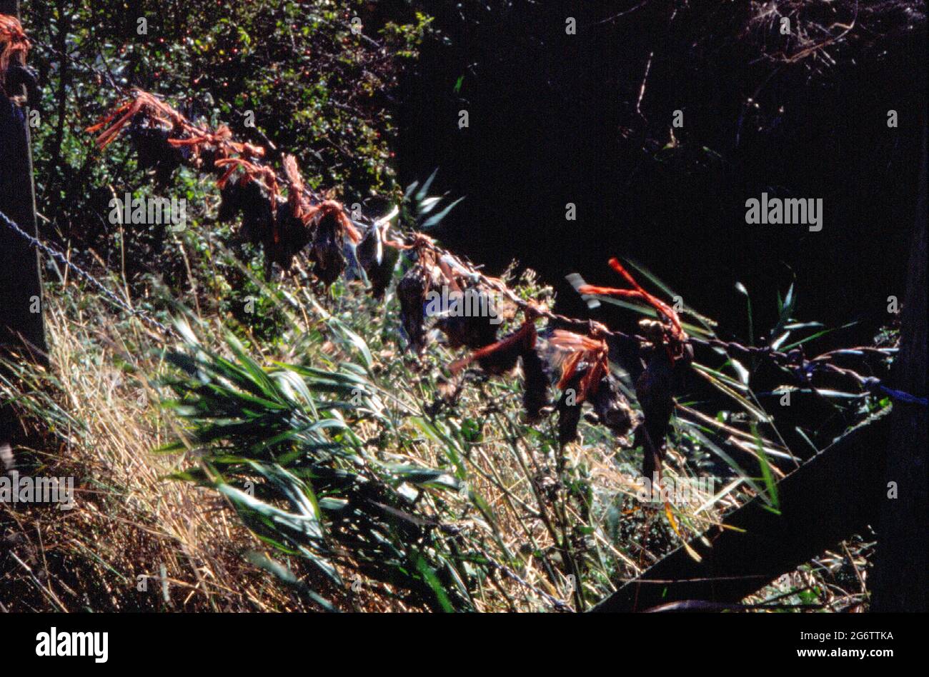 Display of killed / trapped Moles on an East Yorkshire fence, England ...