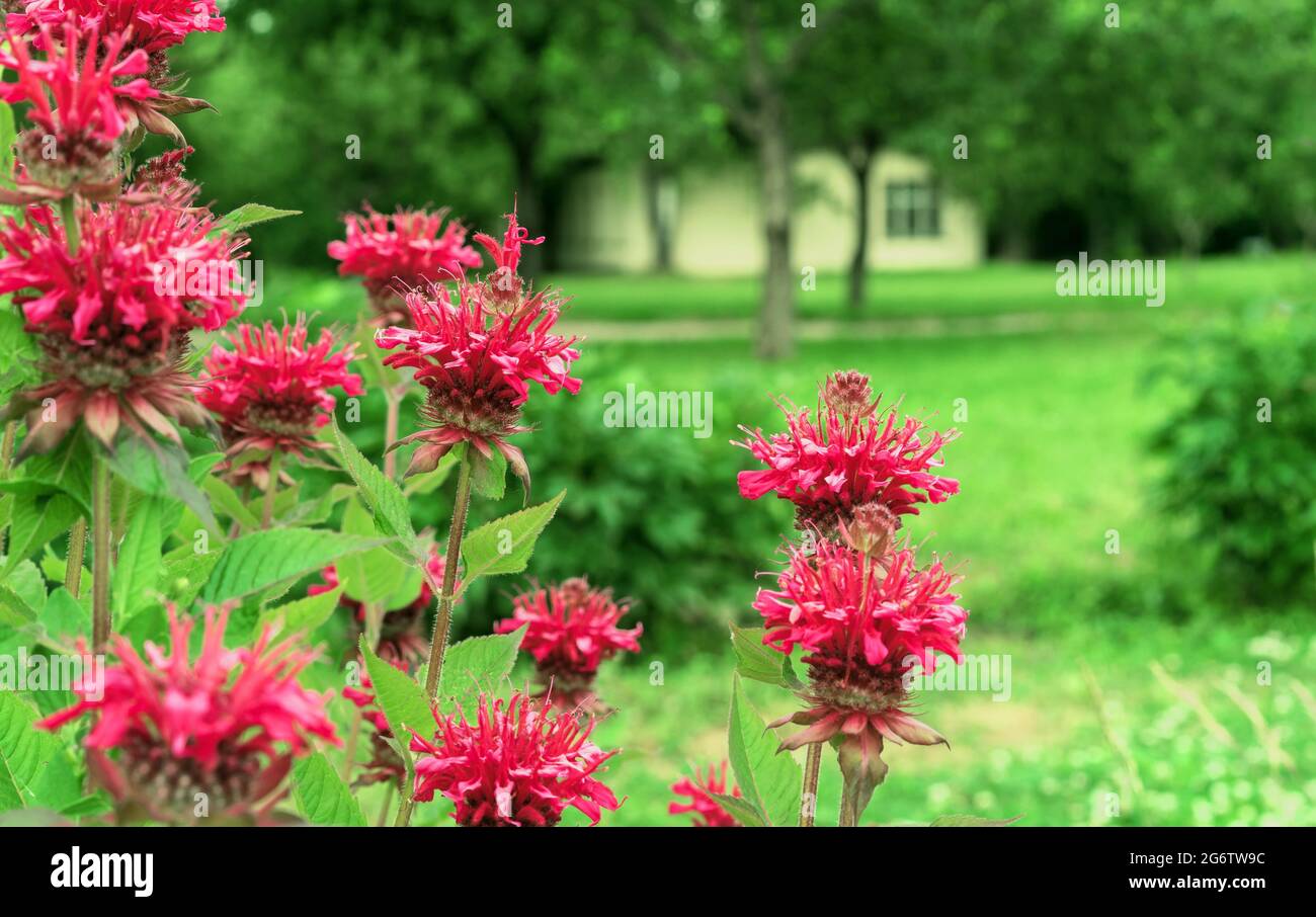 Red monarda flowers. Bergamot herb, American lemon balm, Indian nettle ...