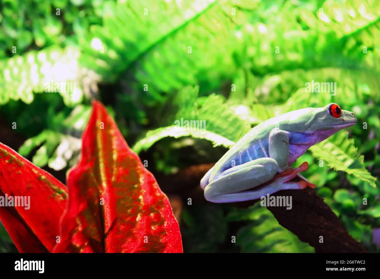 red eyed tree frog on a branch Stock Photo - Alamy
