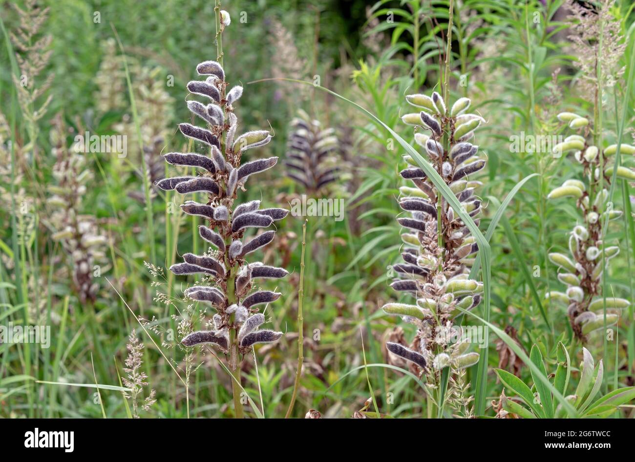 Ripe pods of perennial lupine from the legume family Stock Photo - Alamy