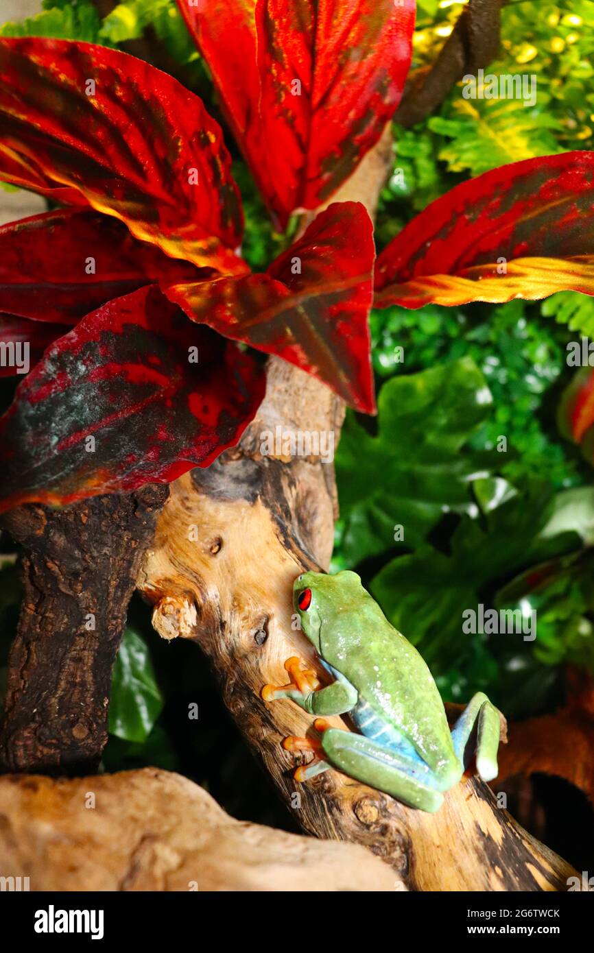 Tree frog on flowers hi-res stock photography and images - Alamy