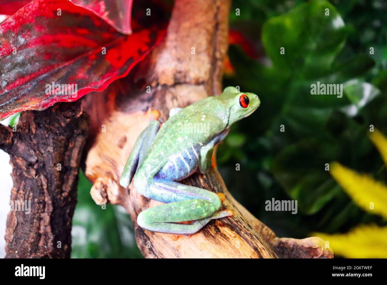 Red eyed tree frog insect hi-res stock photography and images - Alamy