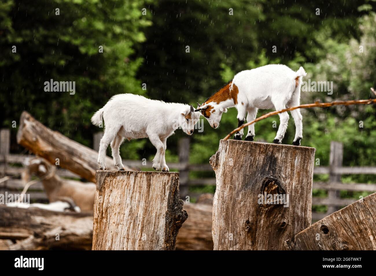 Two playful young goats butting each other in the park Stock Photo - Alamy