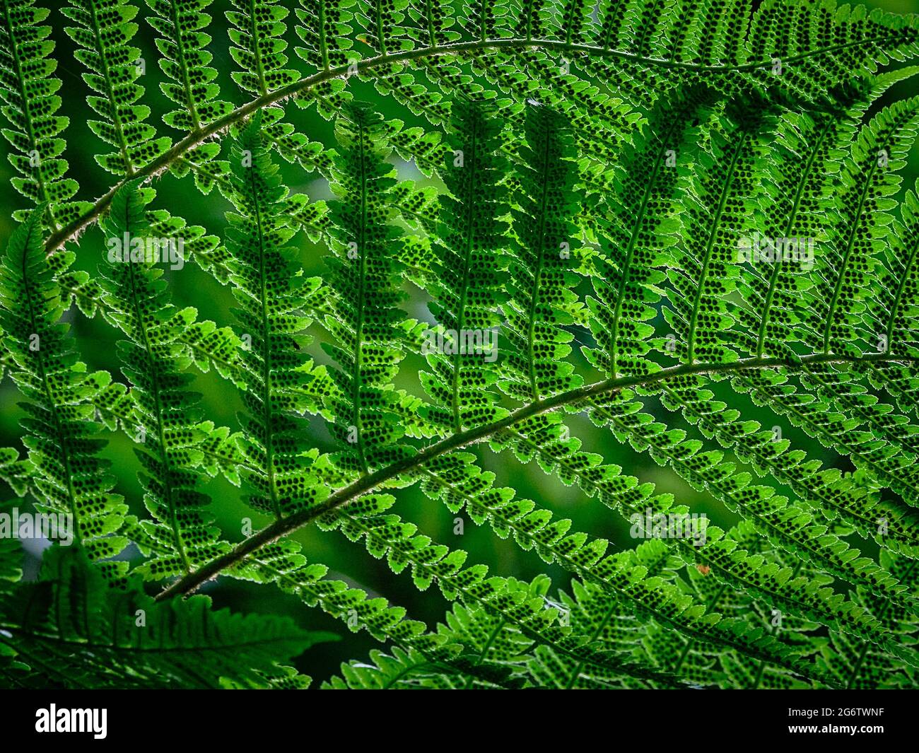 Green fern texture hi-res stock photography and images - Alamy