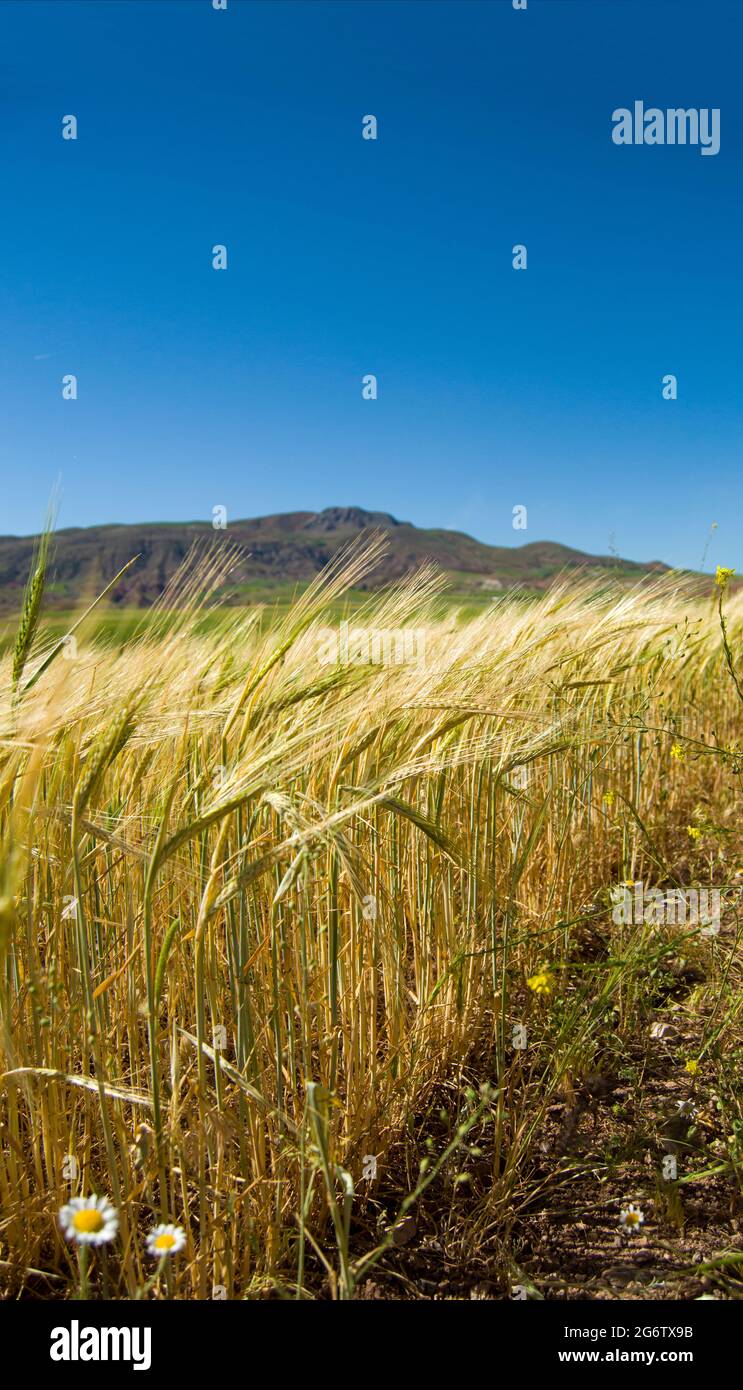 Wheat leaf hi-res stock photography and images - Alamy