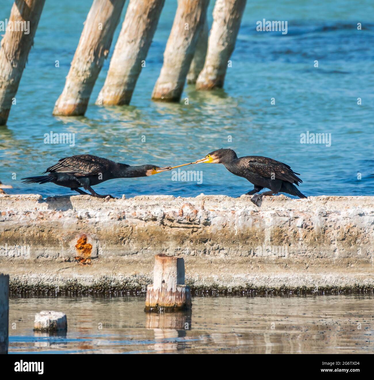Black cormora hi-res stock photography and images - Alamy