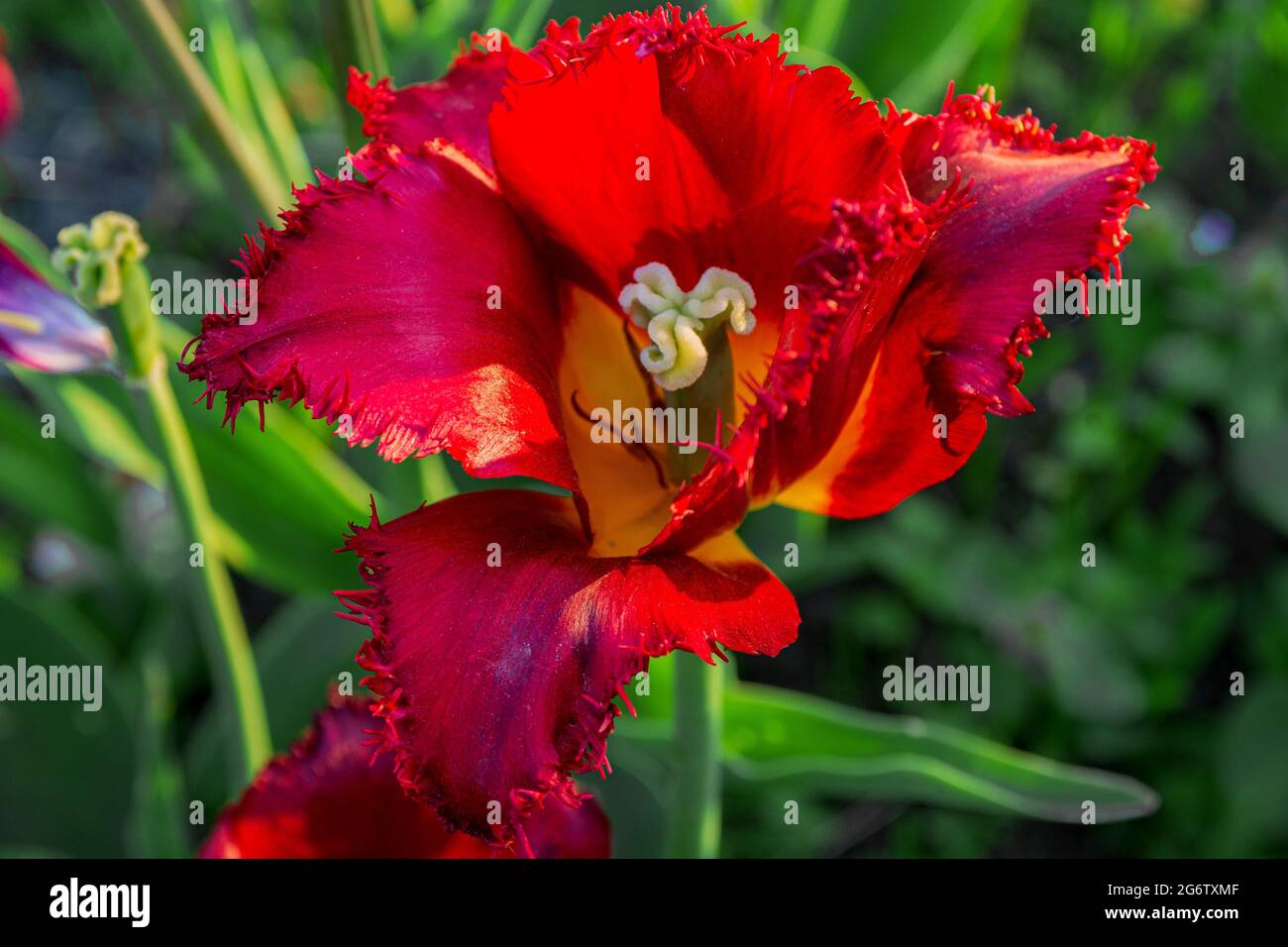 Red Fringed Tulip flower Stock Photo - Alamy