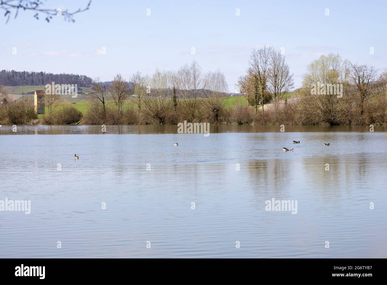 Rural landscape with ducks swimming in a drained quarry pond Stock ...