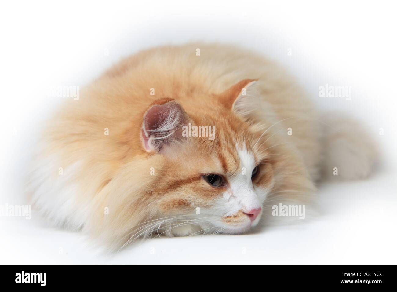 cute foxy cat lying on white background. Image contains copy space ...