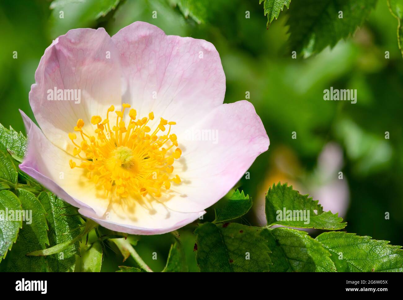 Close up of dog rose (rosa canina) flowers in bloom Stock Photo - Alamy