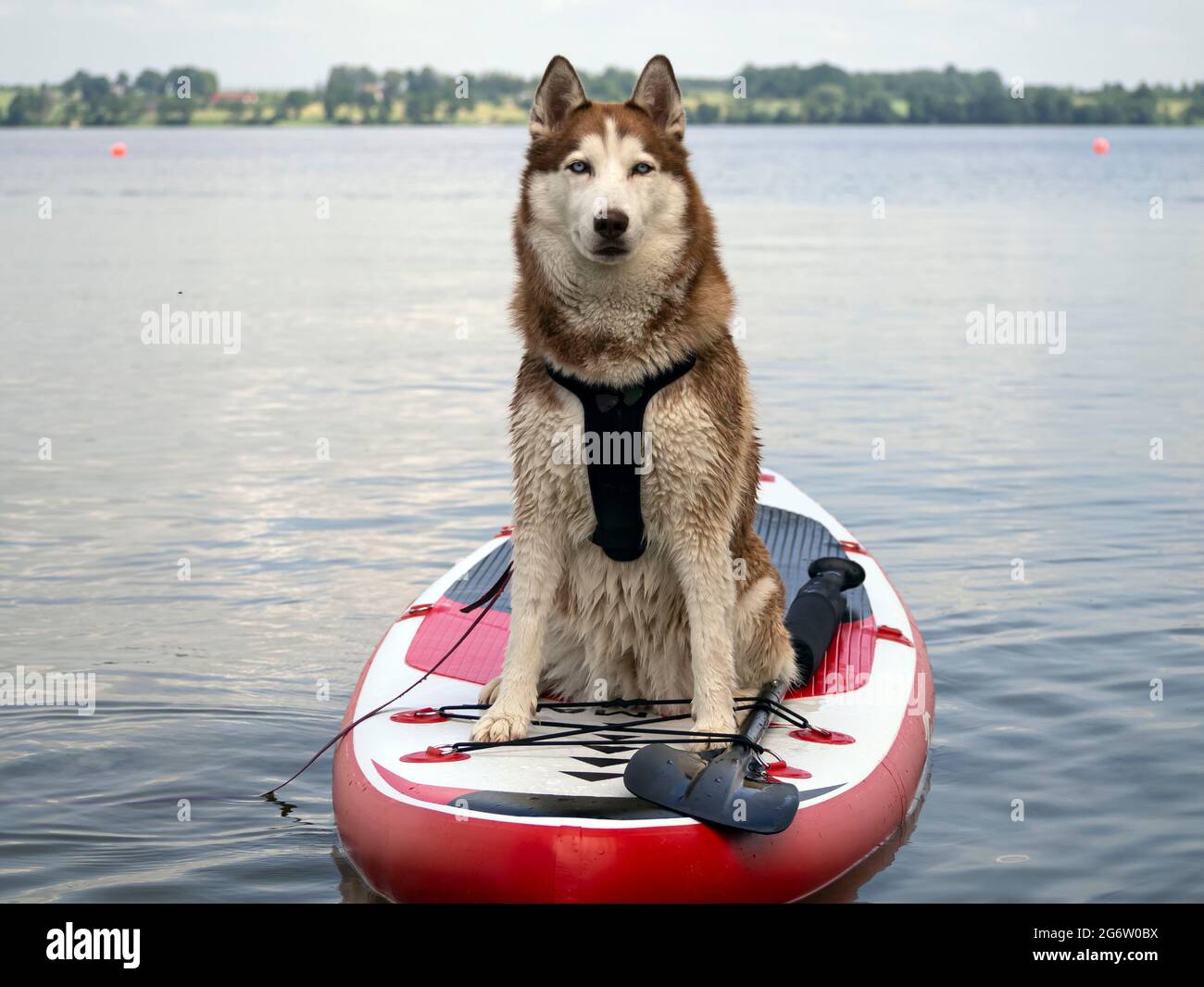 Are Siberian Huskies Good Swimmers