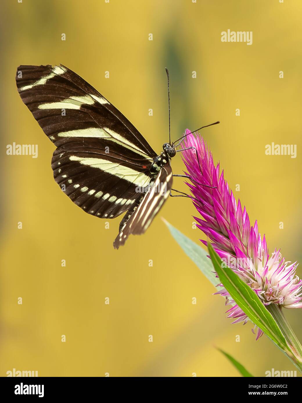 Zebra Longwing Butterfly Stock Photo - Alamy