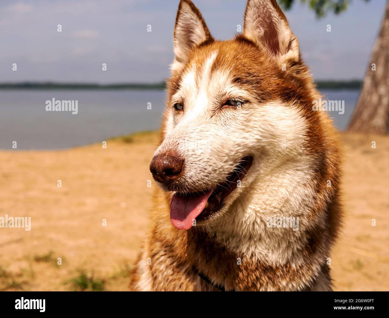 Wet husky dog and spray of water. A beautiful husky is swimming in the ...