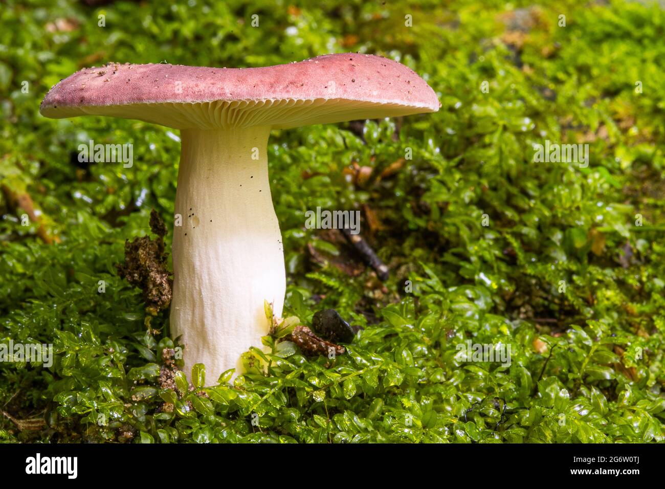 Russula Mushroom Stock Photo - Alamy