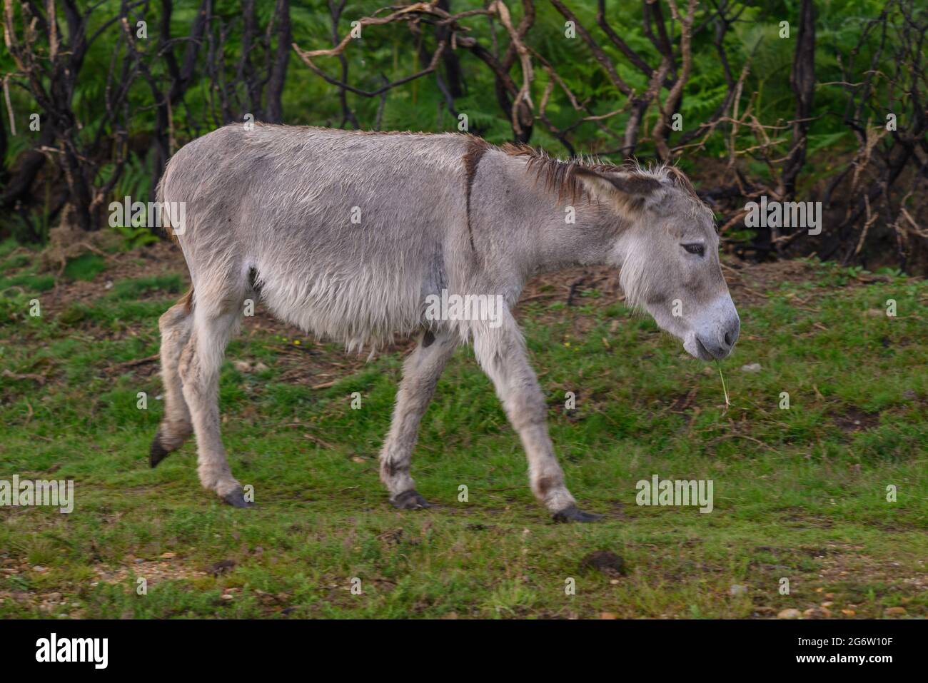 Donkey in rain hi-res stock photography and images - Alamy