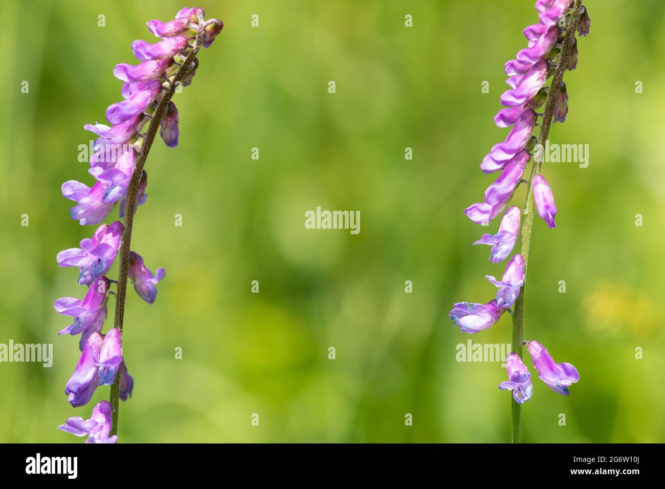 Macro shot of a tufted vetch (vicia cracca) plant in bloom Stock Photo ...