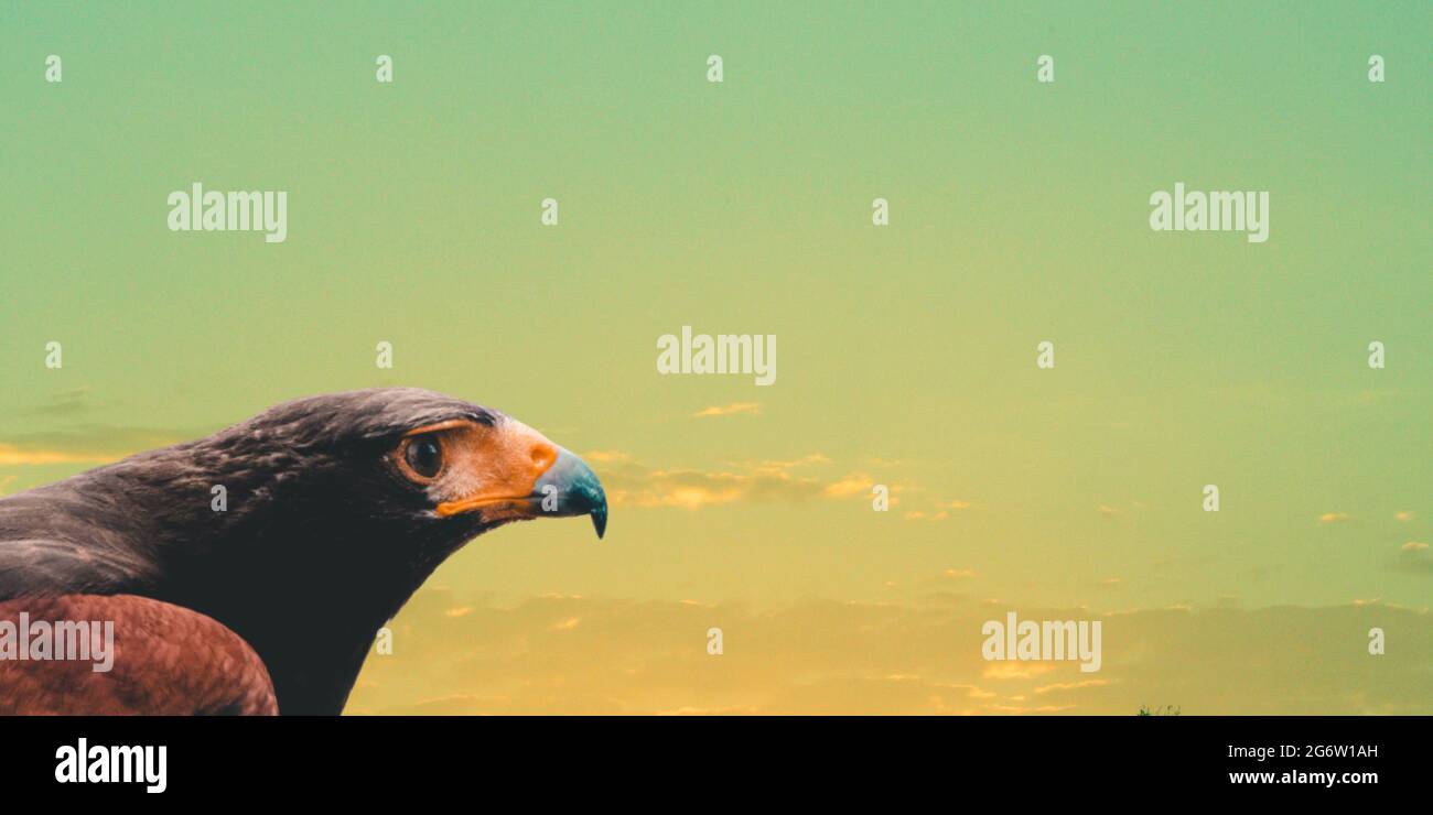 Bald Eagle flying in sky Stock Photo - Alamy