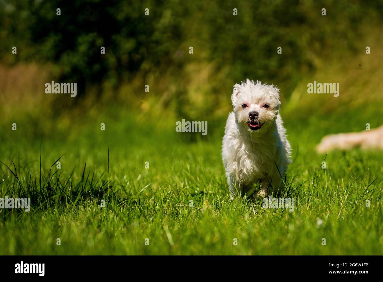Small mini maltese dog on the meadow Stock Photo - Alamy