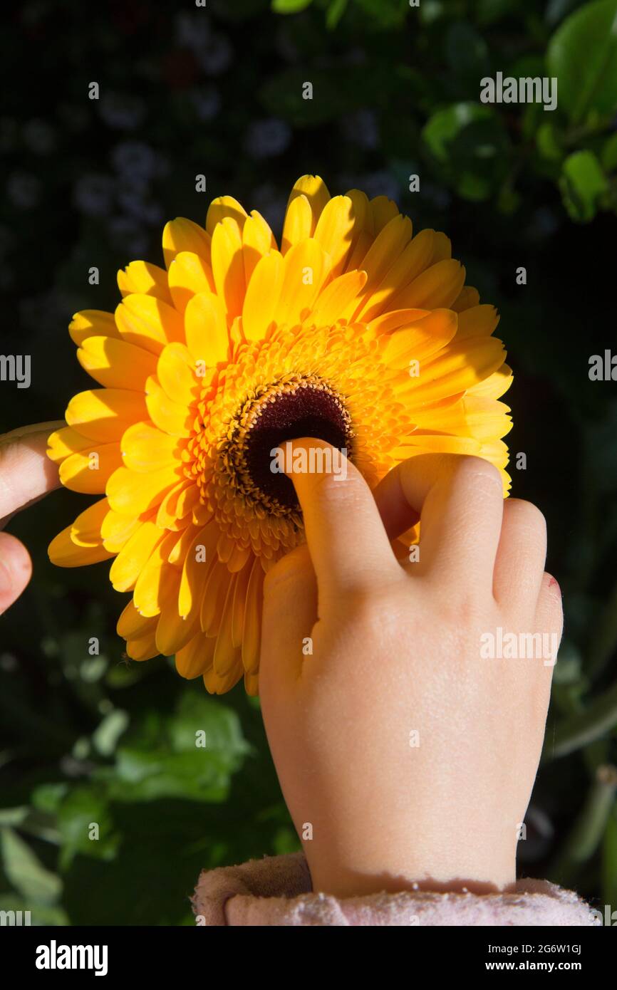 Finger of a child pressing the button in a flower bloom Stock Photo - Alamy
