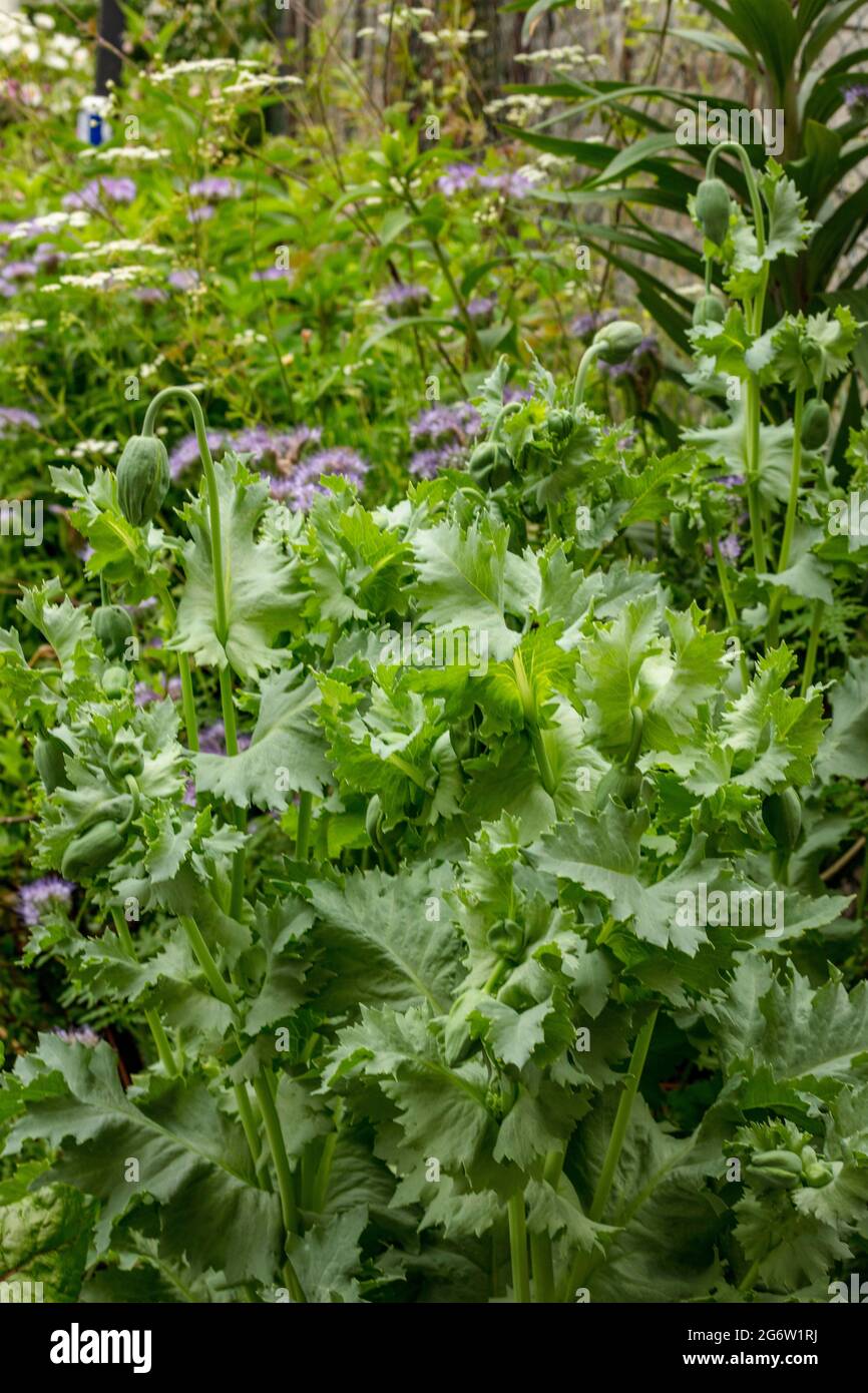 Natural London urban garden border with Opium poppy plant (Papaver ...