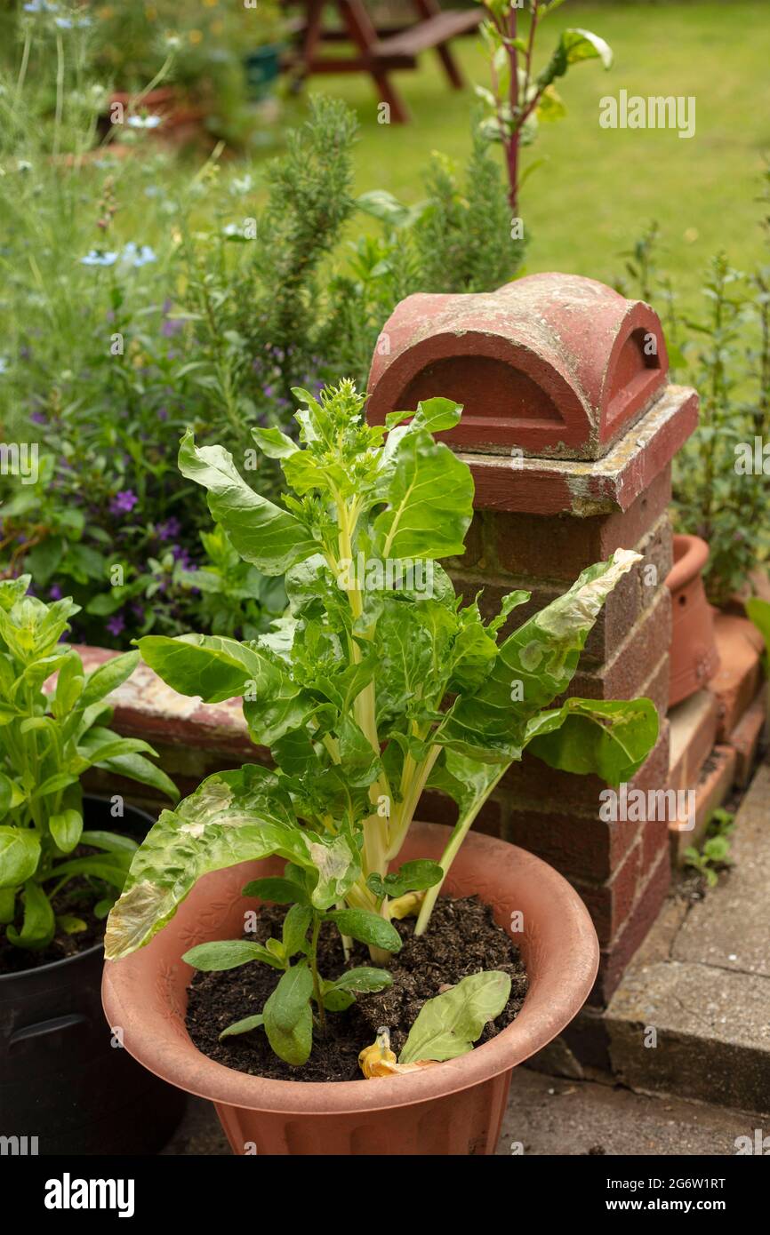 Wellbeing, intimate portraits from a normal urban garden in London ...