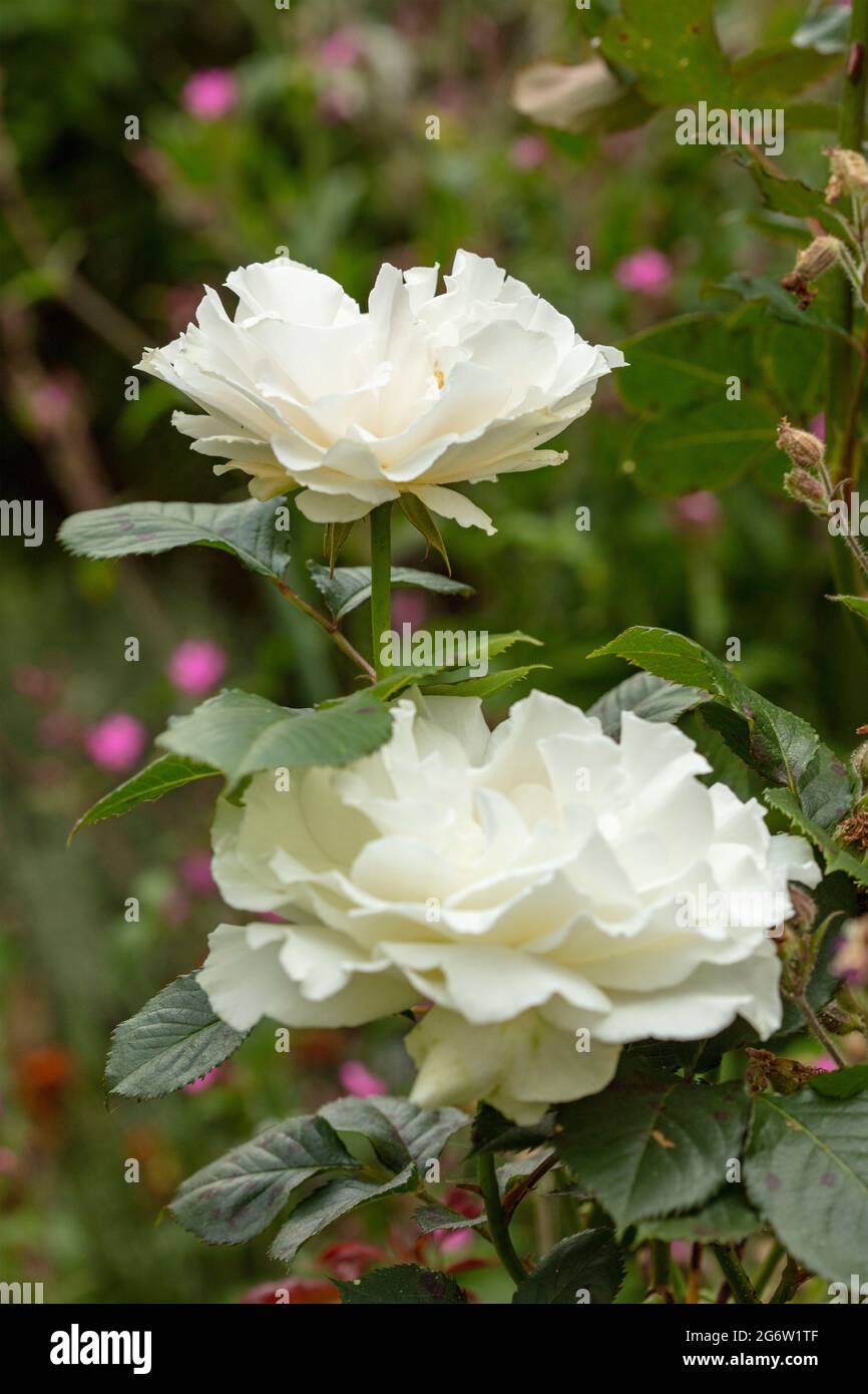 Close-up white garden rose in urban garden, natural plant portrait ...