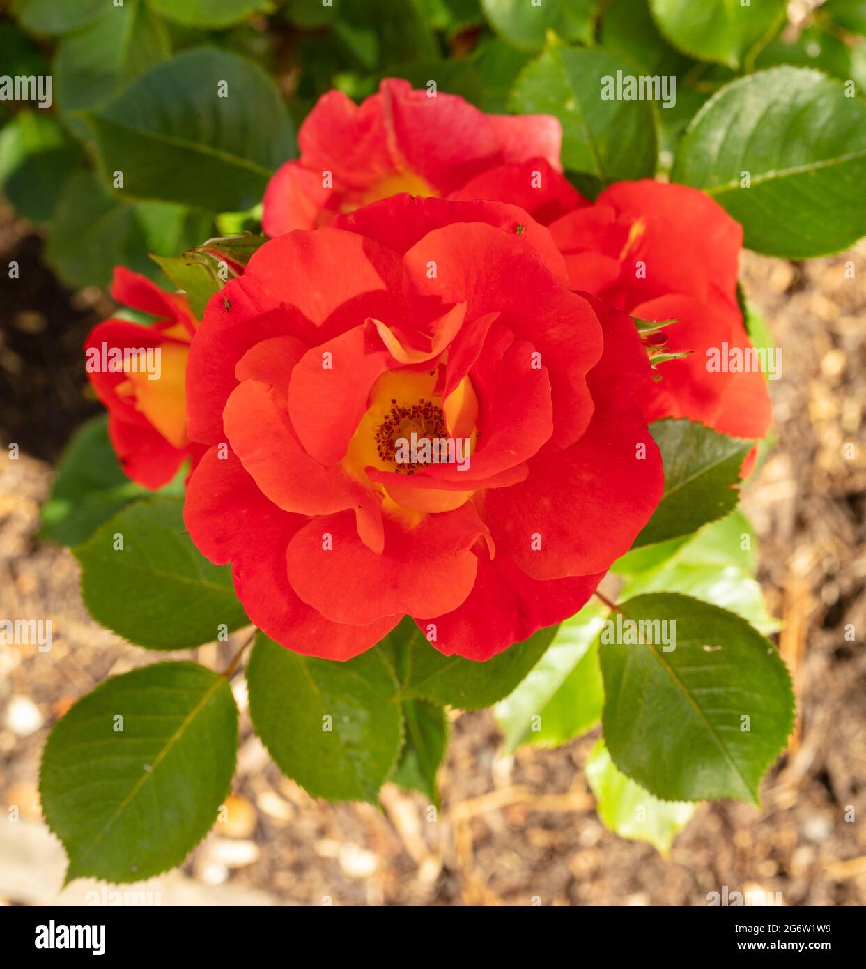 Rose frilly petals hi-res stock photography and images - Alamy