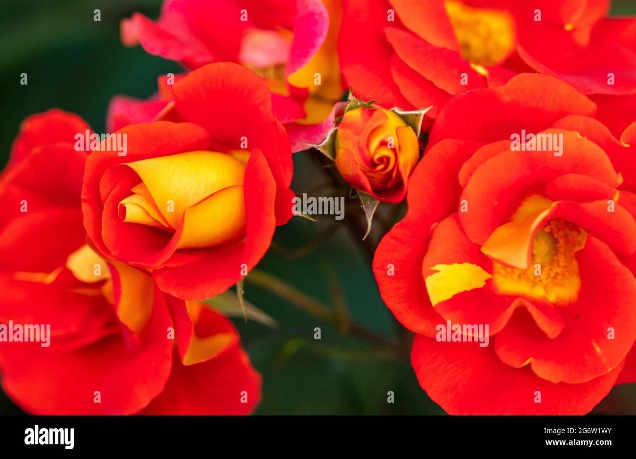 Rose frilly petals hi-res stock photography and images - Alamy