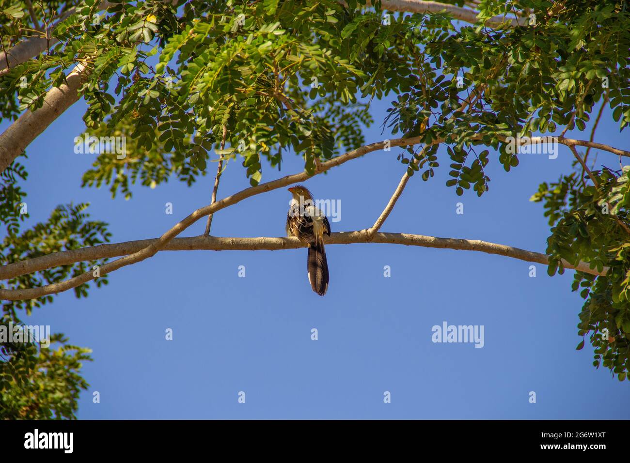 Guira plant hi-res stock photography and images - Alamy