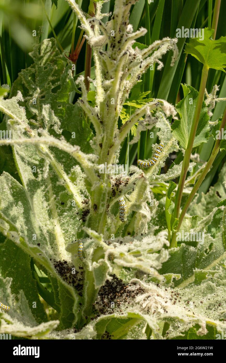 Mullein Moth caterpillar (Shargacucullia verbasci), decimating ...
