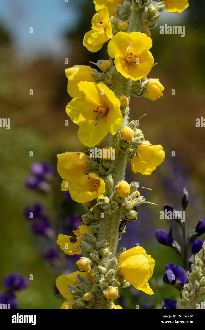 Mullein Moth caterpillar (Shargacucullia verbasci), decimating ...