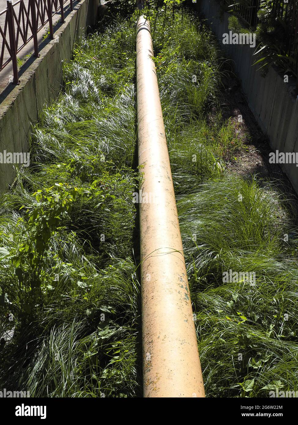 Sewer pipe laid in ditch overgrown with green dense grass, illuminated ...