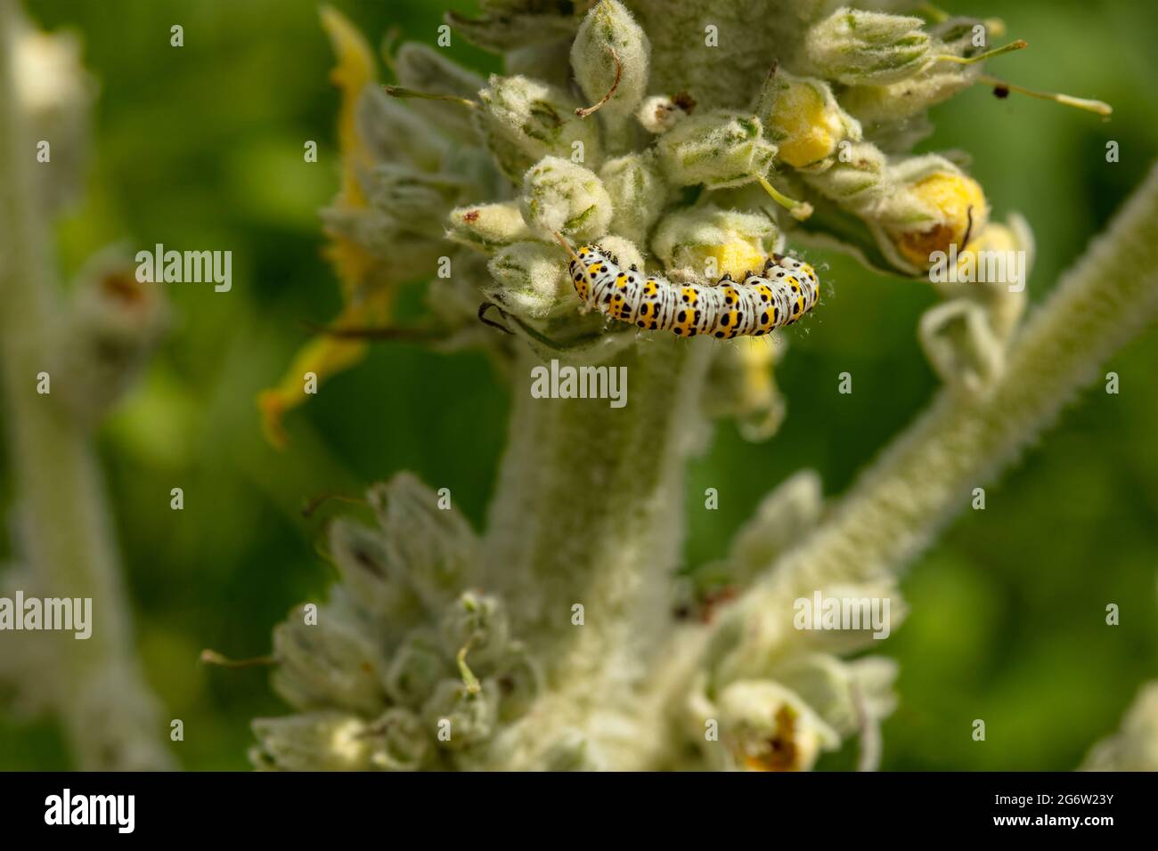 Mullein Moth caterpillar (Shargacucullia verbasci), decimating ...