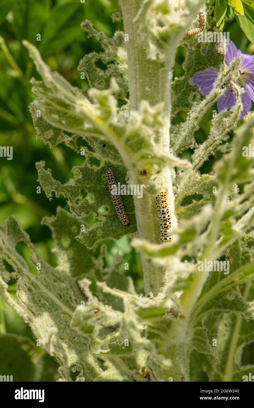 Mullein Moth caterpillar (Shargacucullia verbasci), decimating ...