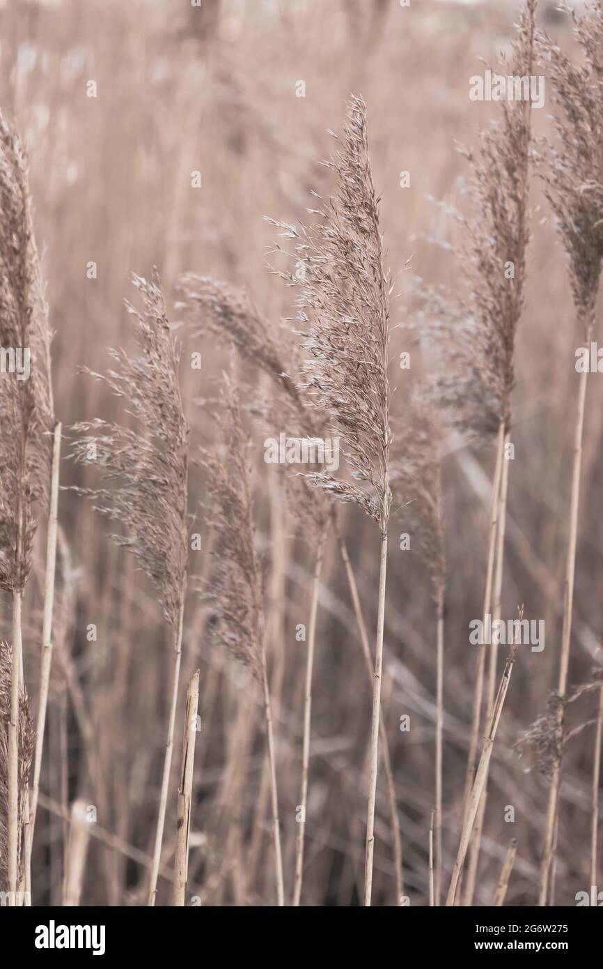 Boho pampas grass hi-res stock photography and images - Alamy