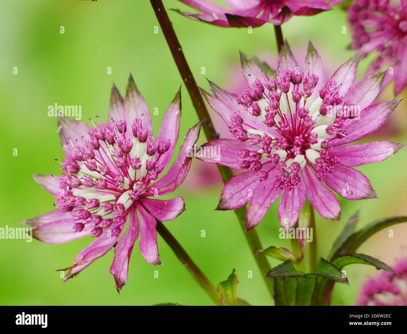 Pink Astrantia Flowers Stock Photo - Alamy