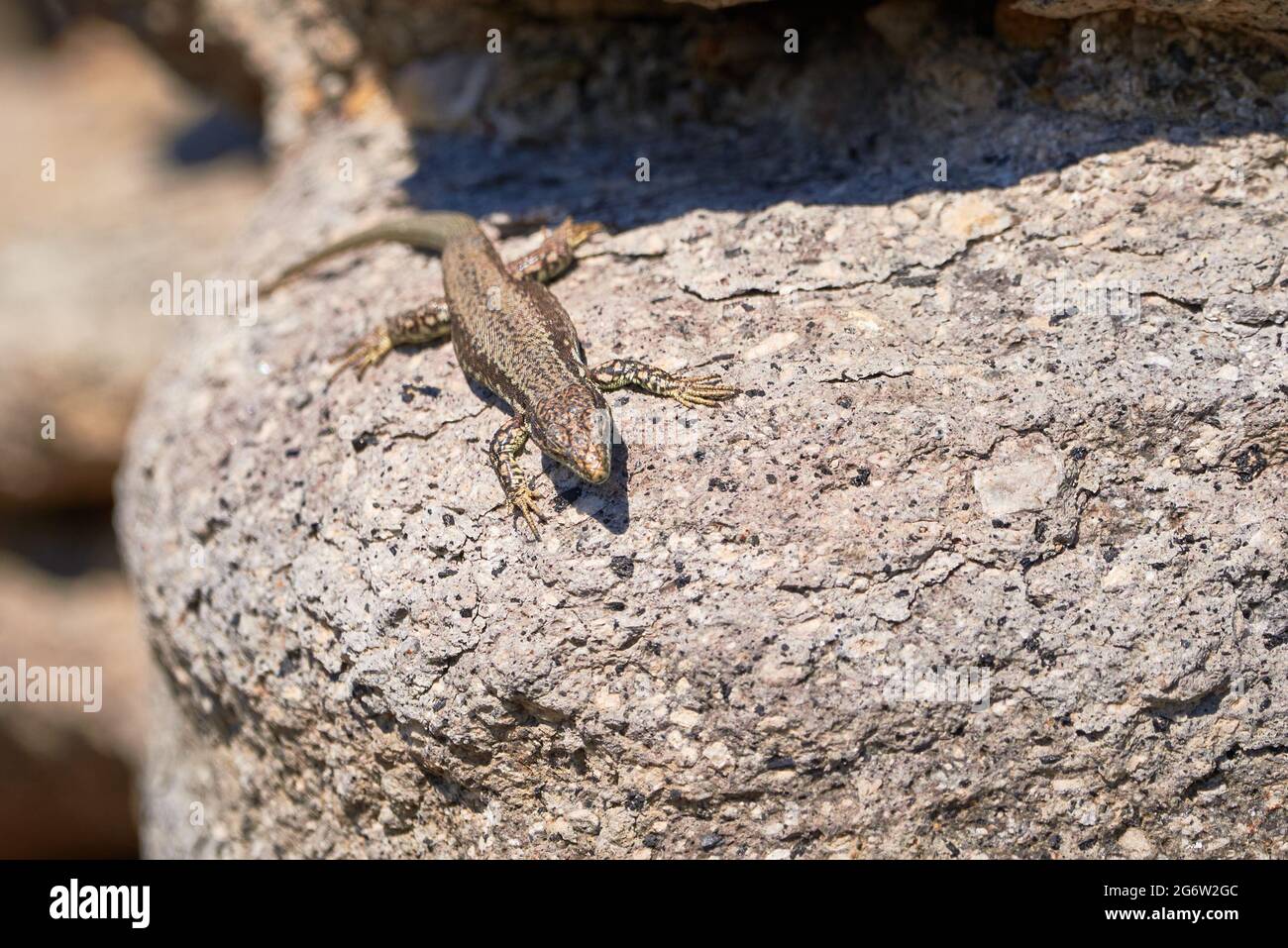 Common wall lizard sunbathing on a rock in the morning (Podarcis ...