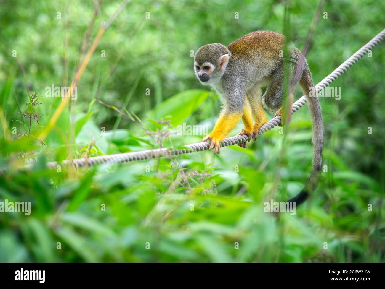 Squirrel monkey climbin on a rope Stock Photo - Alamy