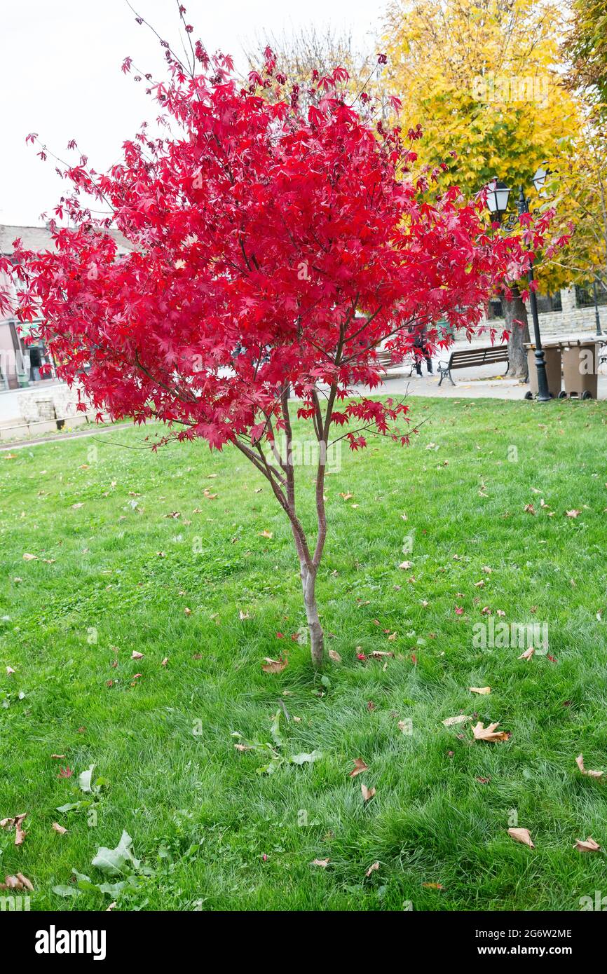 Autumn - beautiful red leaves on a tree closeup Stock Photo - Alamy