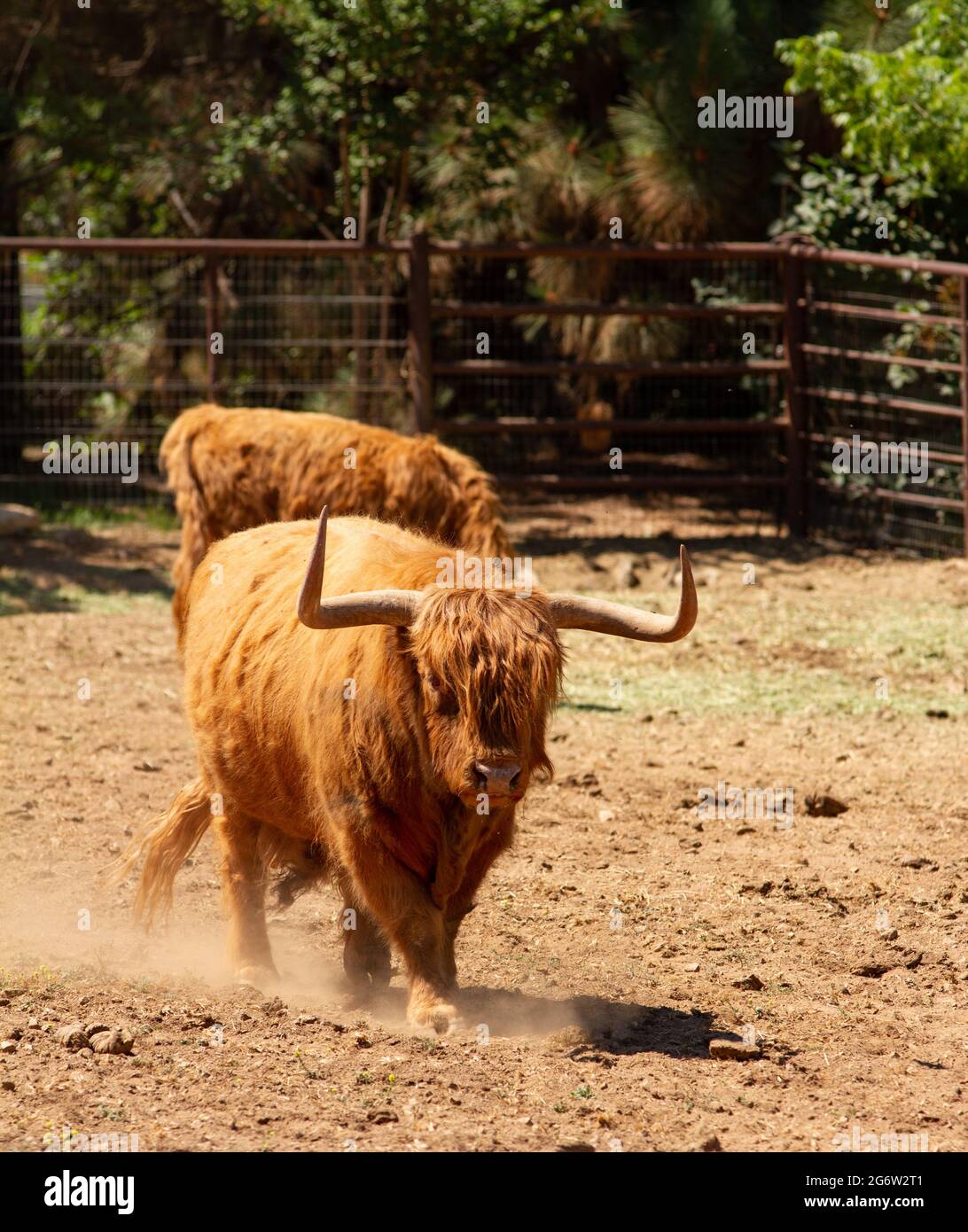 Long hair cattle hi-res stock photography and images - Alamy