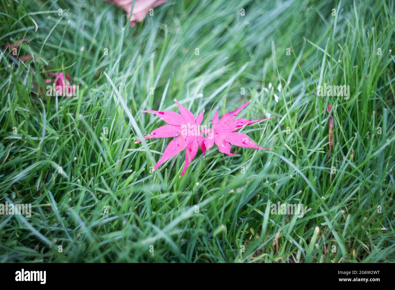 Red carpet grass hi-res stock photography and images - Alamy
