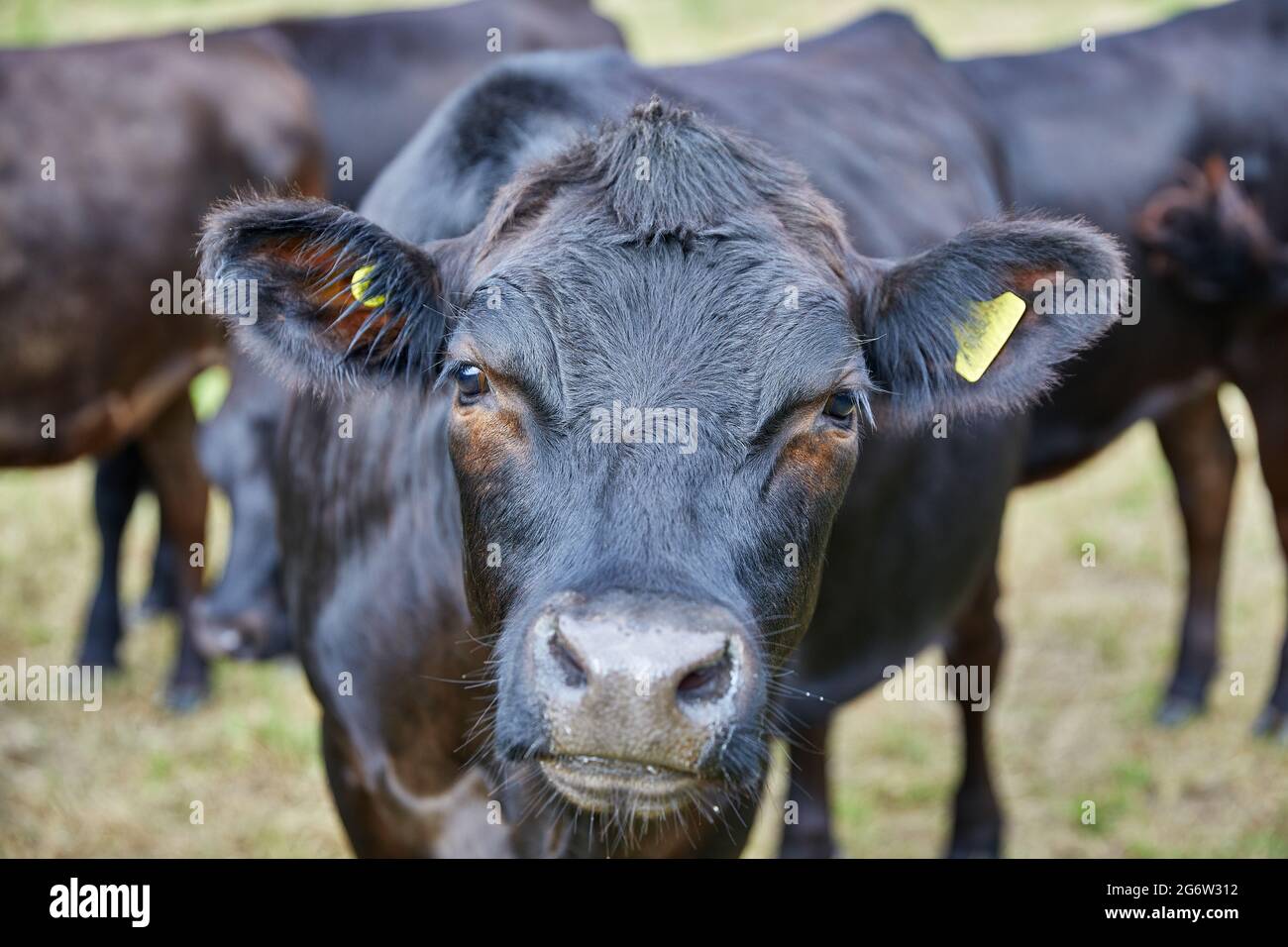 Selective breeding cattle hi-res stock photography and images - Alamy