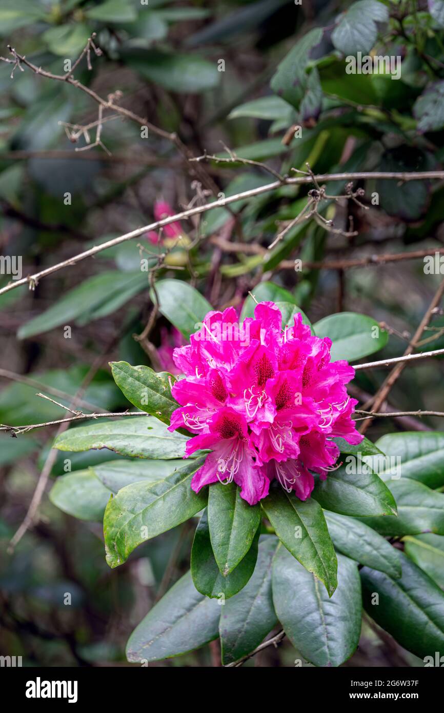 Shocking pink hi-res stock photography and images - Alamy