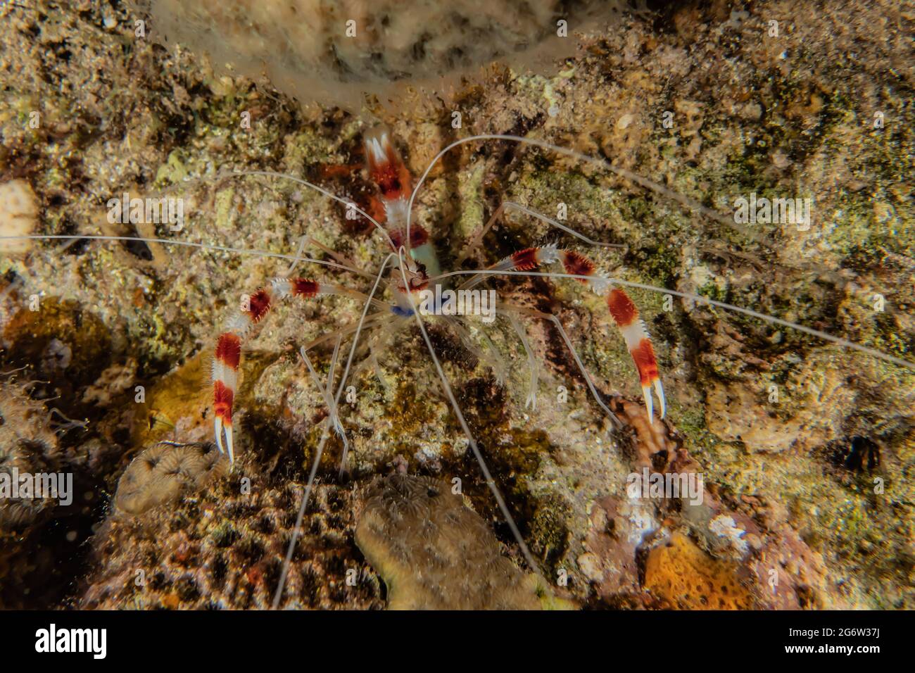 Swimming shrimps in atlantic ocean hi-res stock photography and images ...