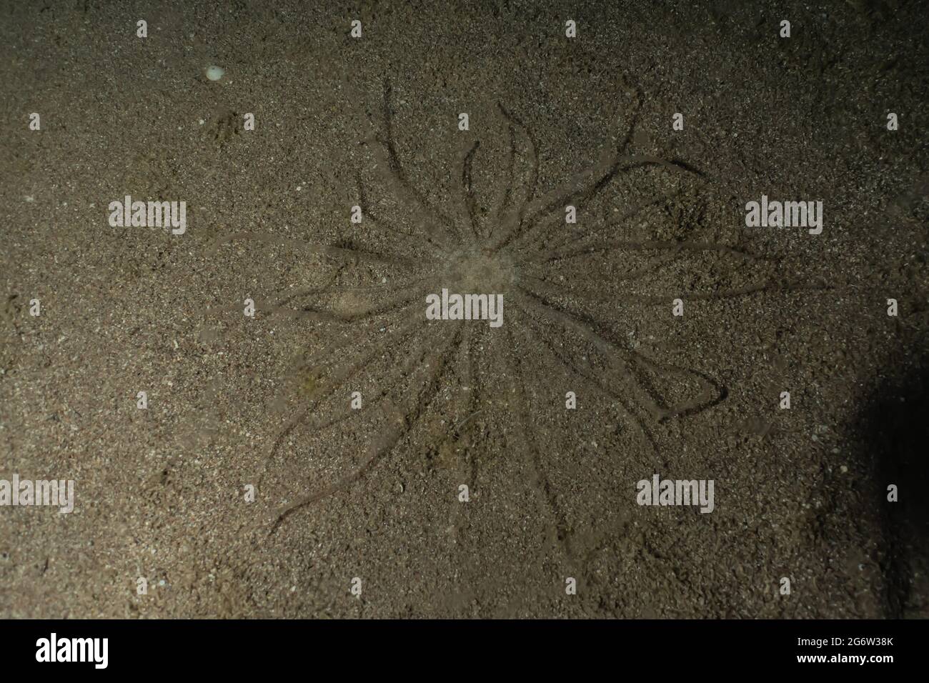 Starfish On the Seabed in the Sea of the Philippines Stock Photo - Alamy