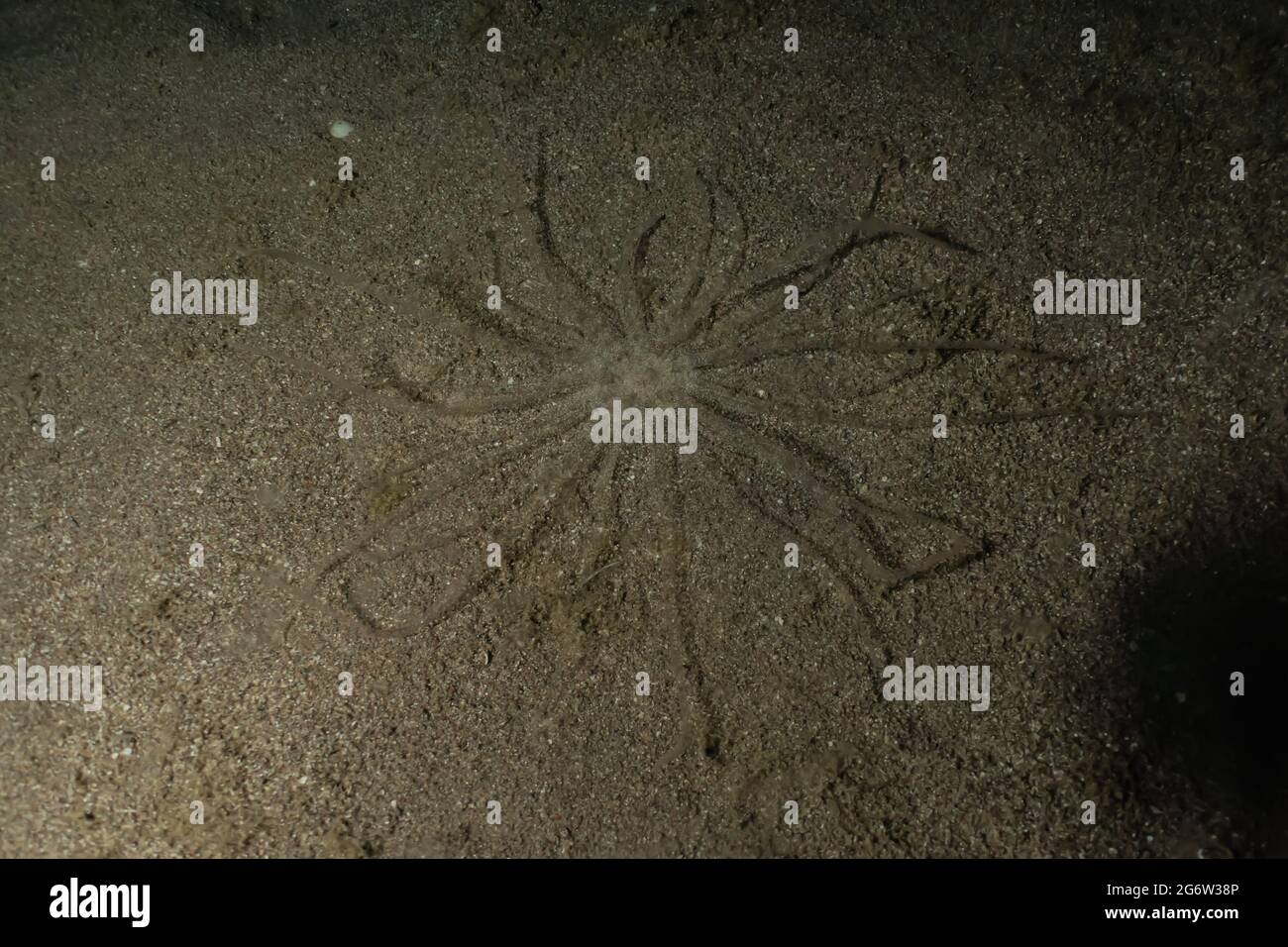 Starfish On the Seabed in the Sea of the Philippines Stock Photo - Alamy