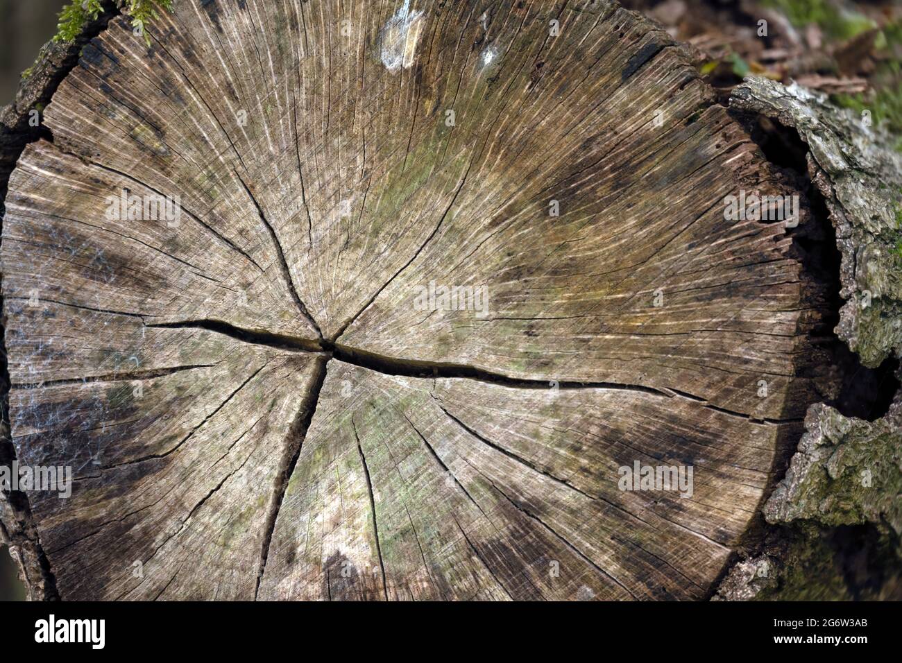 Timber, log cross section, close up to use as a background Stock Photo ...