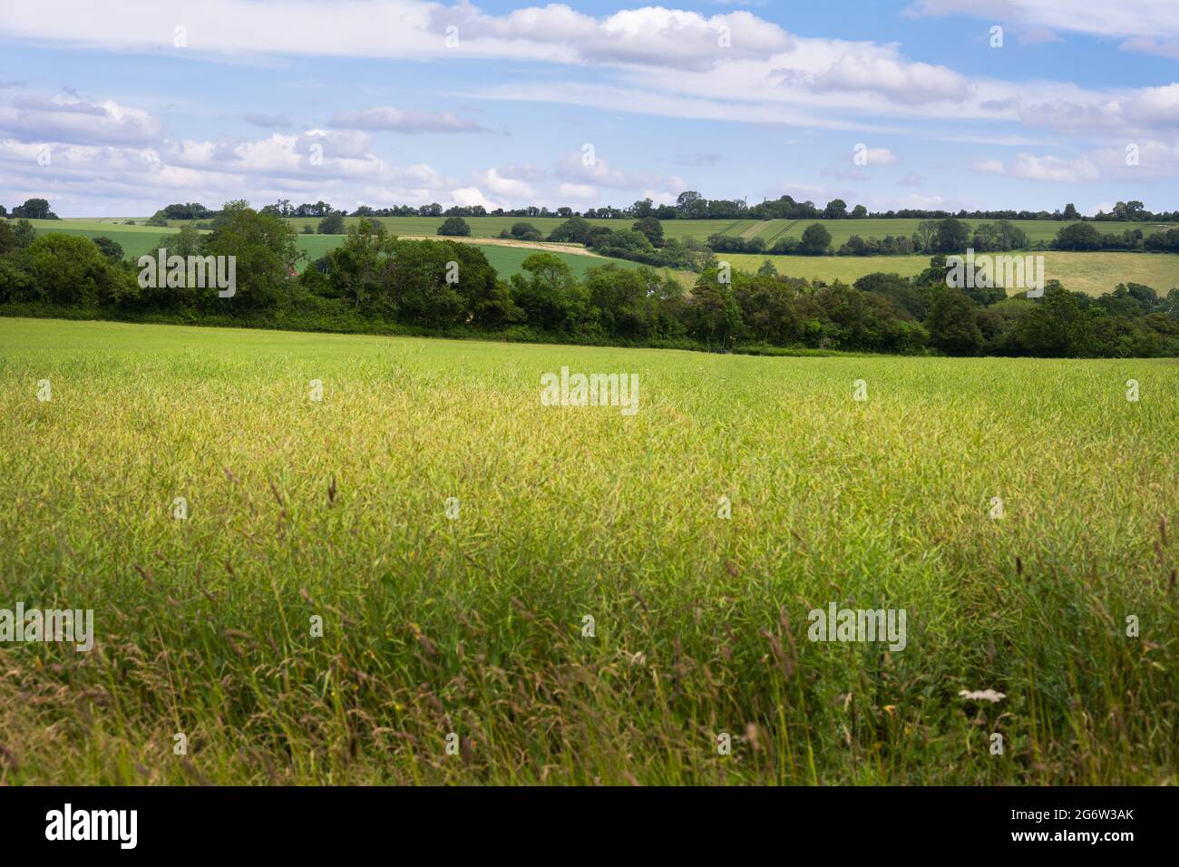 View of the gentle hills of Hampshire in summer from the South Down Way ...
