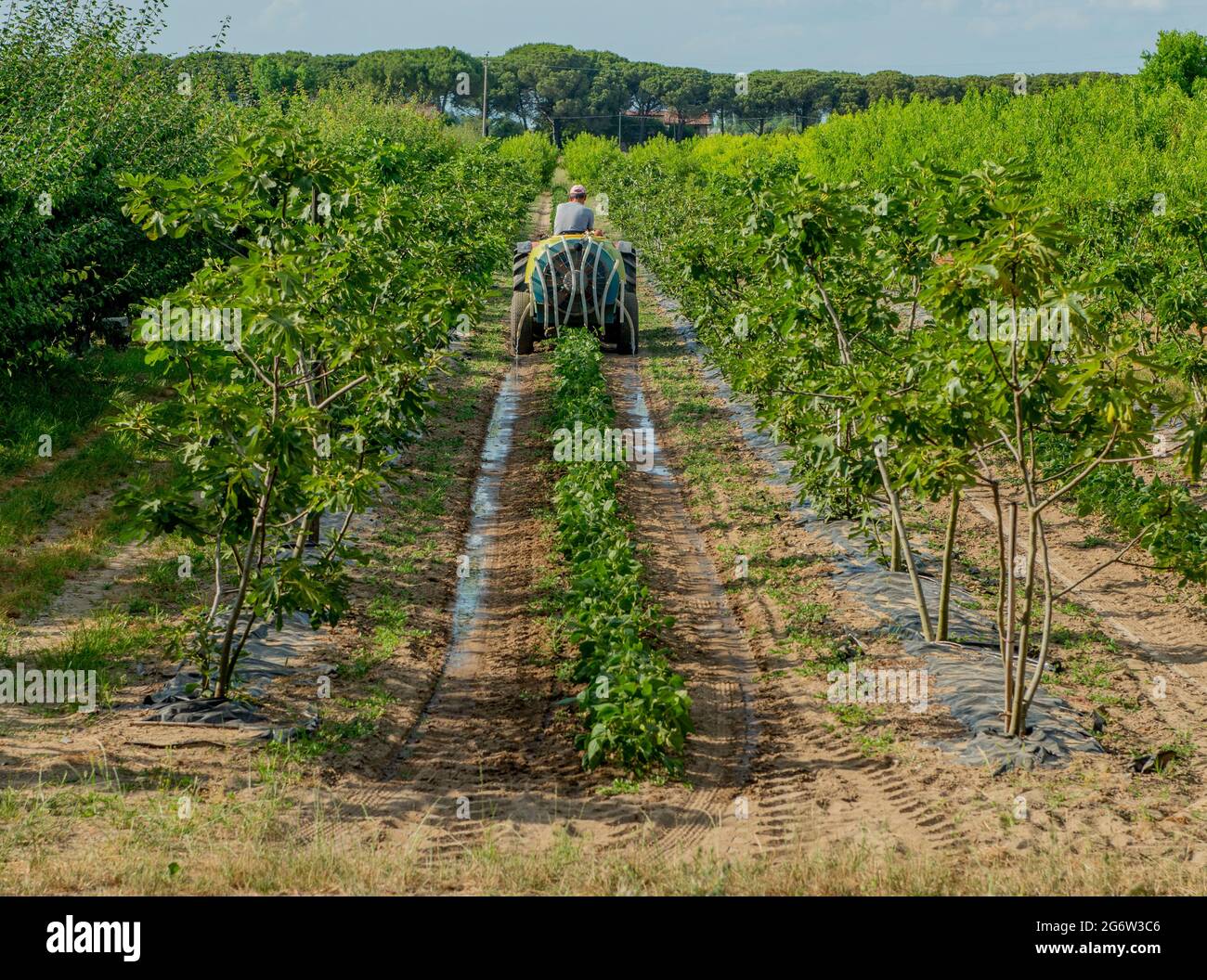 farmer watering the fields with tractor Stock Photo - Alamy